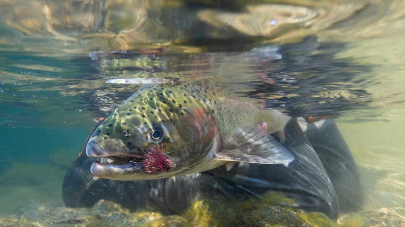 California Fly Fisher - The Magazine for Fly Fishing in California