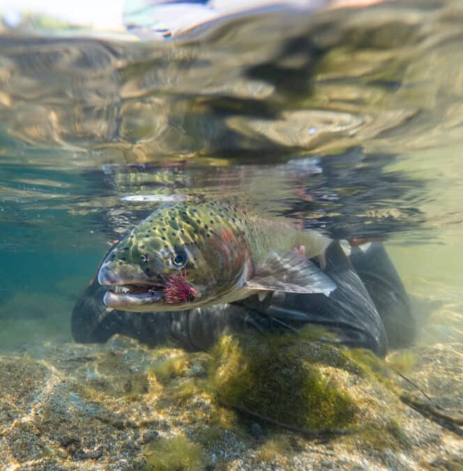 At the Vise: The Intruder - California Fly Fisher
