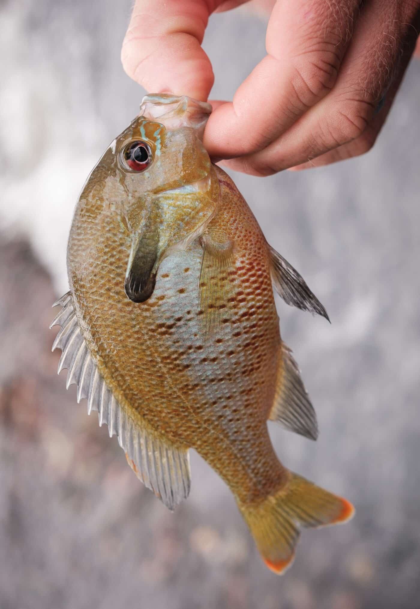 The Stars In Our Eyes - California Fly Fisher