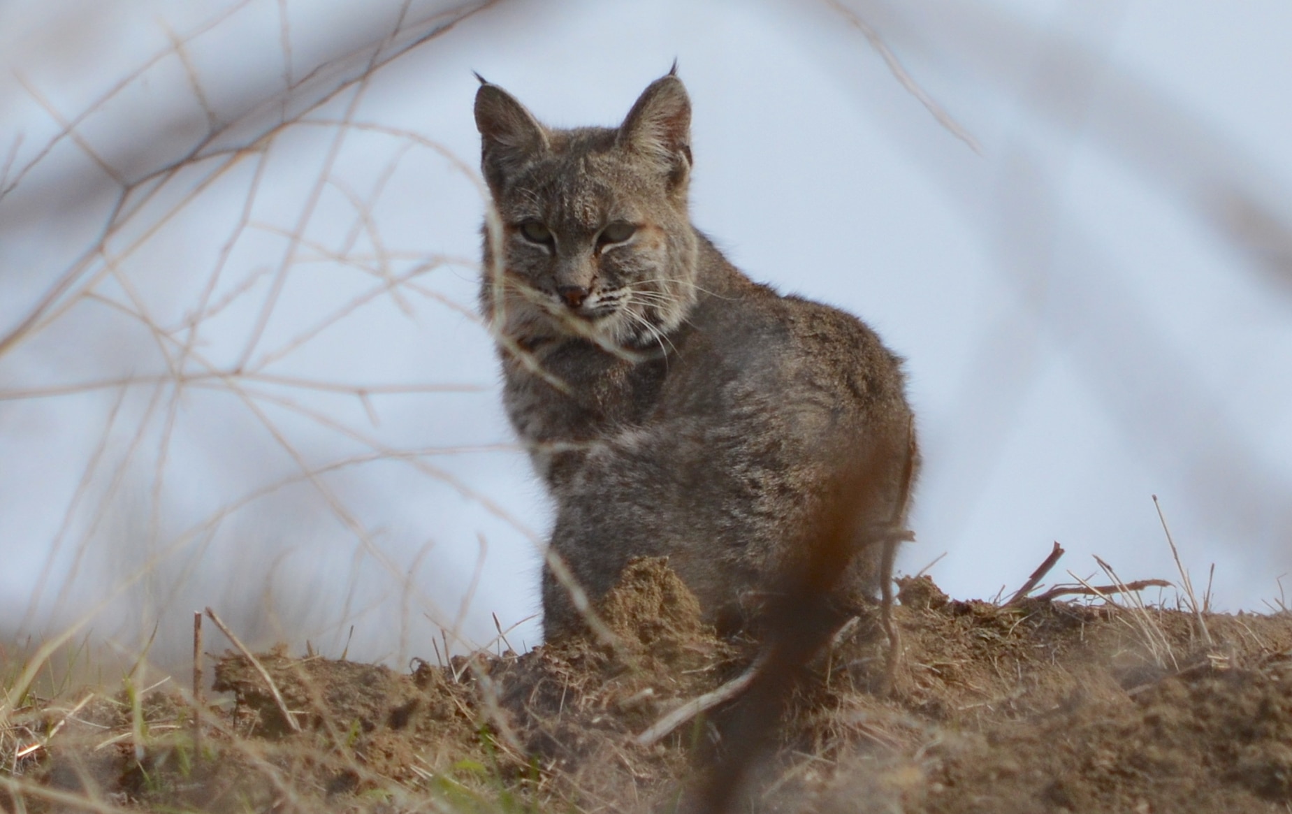 The Many Faces of Piru Creek - California Fly Fisher