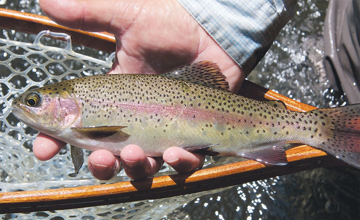 The Pit River Puzzle - California Fly Fisher