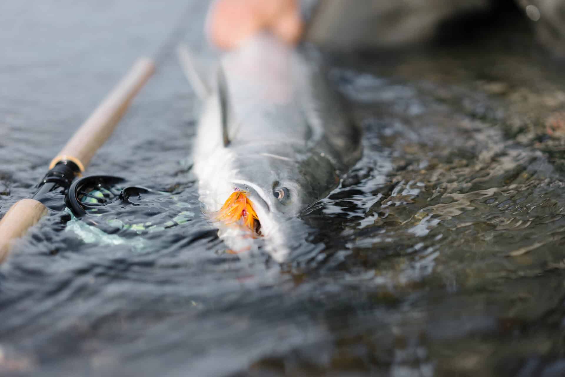 Guide Profile: Autumn Harry - California Fly Fisher