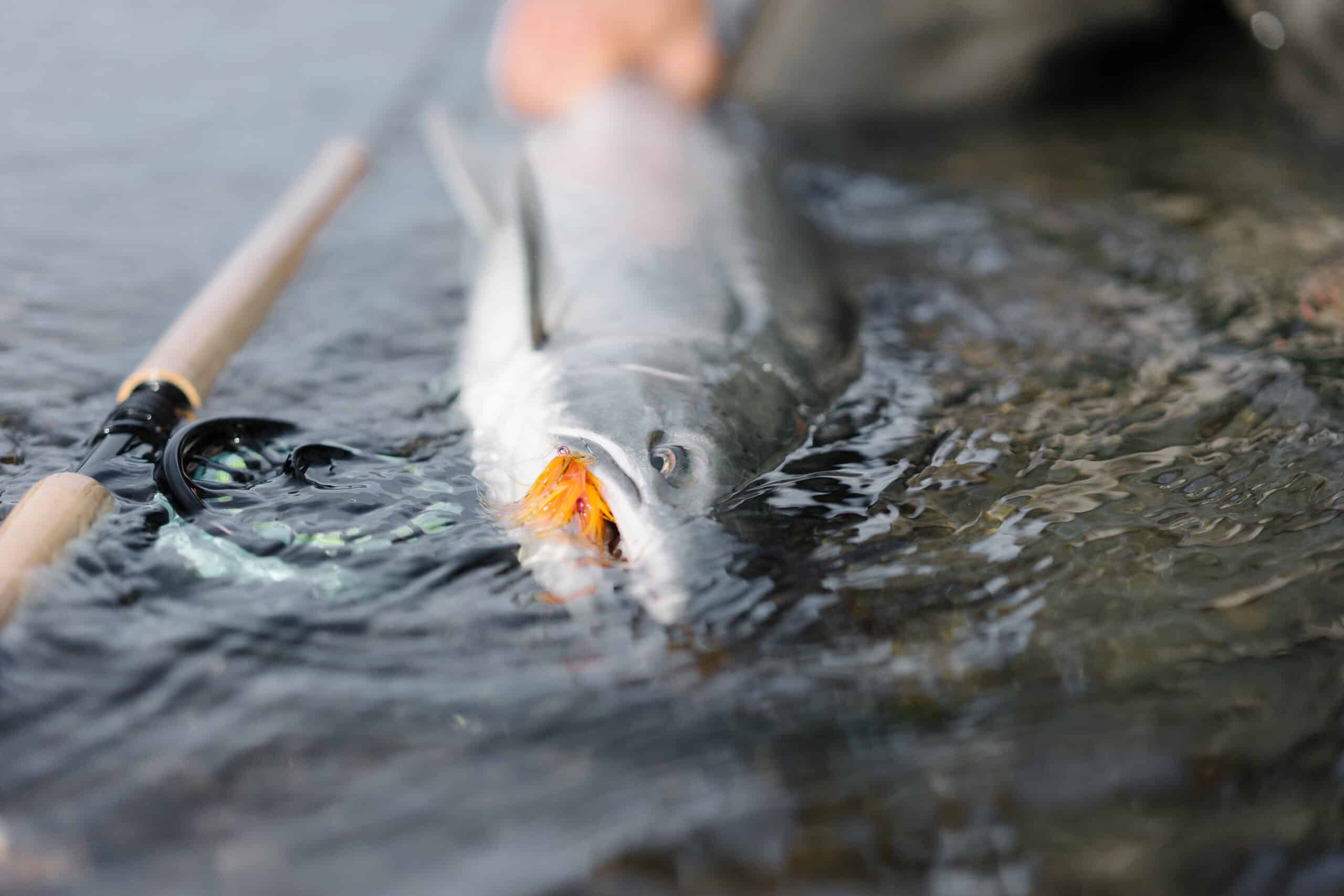 California Fly Fisher - The Magazine for Fly Fishing in California