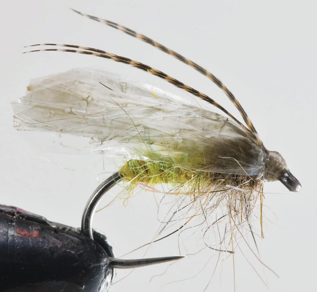 Shad: A Primer - California Fly Fisher