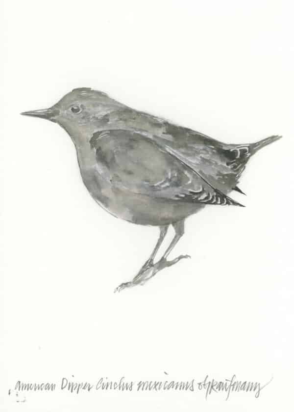 Field Notes: Truckee River - California Fly Fisher