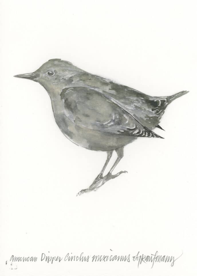 Field Notes: Truckee River - California Fly Fisher