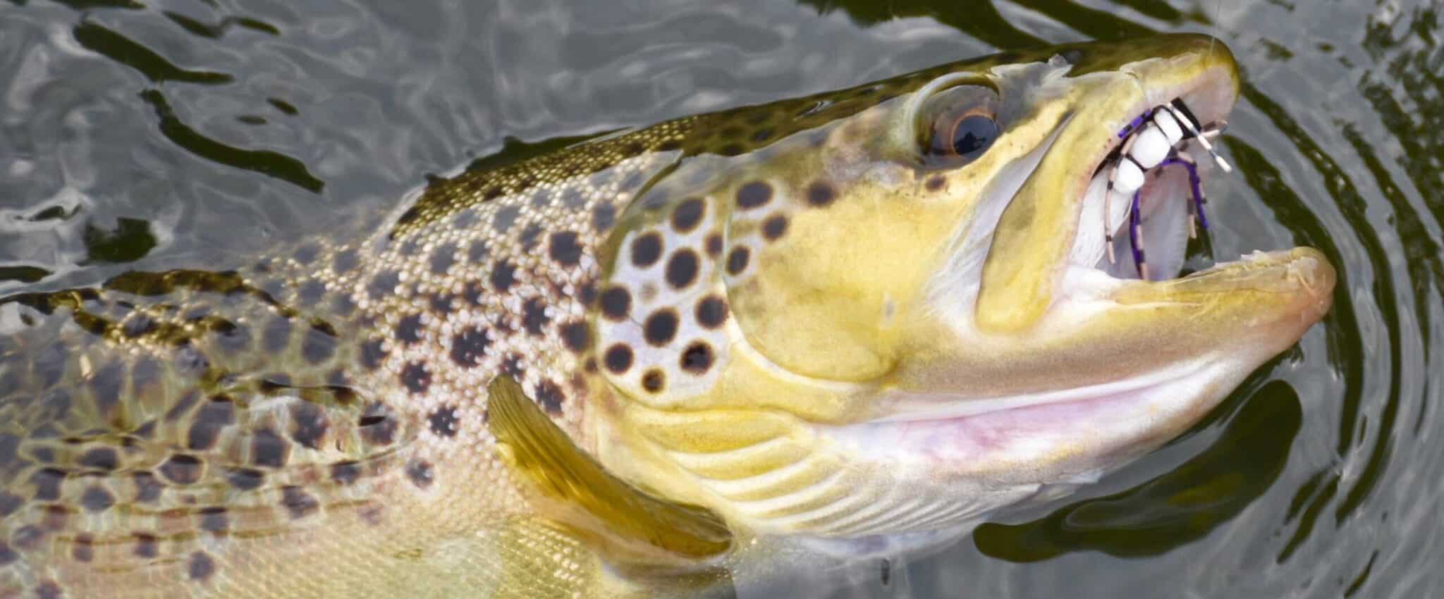 Catchy Ideas: Weedless Fly Mods - California Fly Fisher