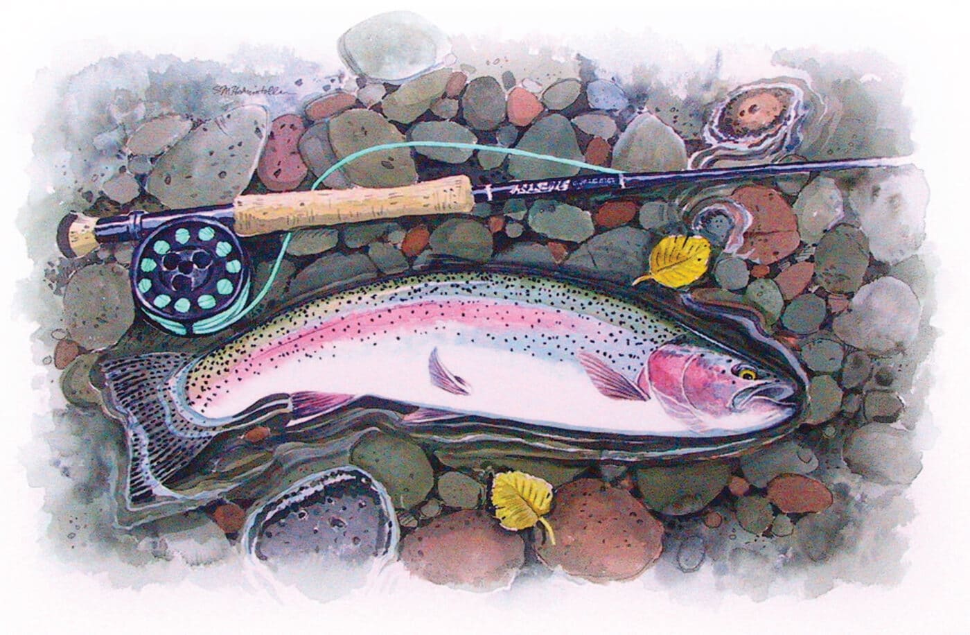 The Saga of California Striped Bass - California Fly Fisher