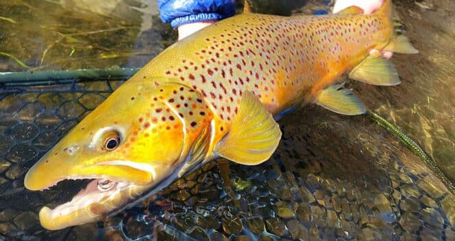 Spotlight Destination: The Truckee River - California Fly Fisher