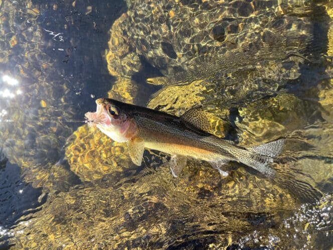 Spotlight Destination: The Forks of Kern - California Fly Fisher