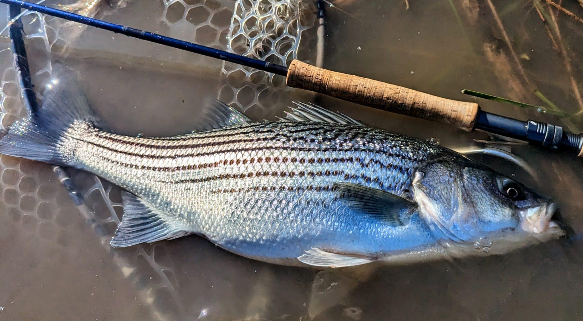 History of the Salinas River - California Fly Fisher