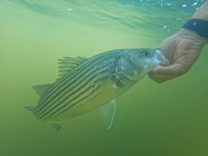 Guide Profile: Captain Mike Costello - California Fly Fisher