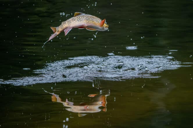 Announcing the Winners of the 2025 Fish Water People Photo Contest ...