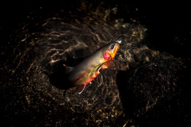 Announcing the Winners of the 2025 Fish Water People Photo Contest ...