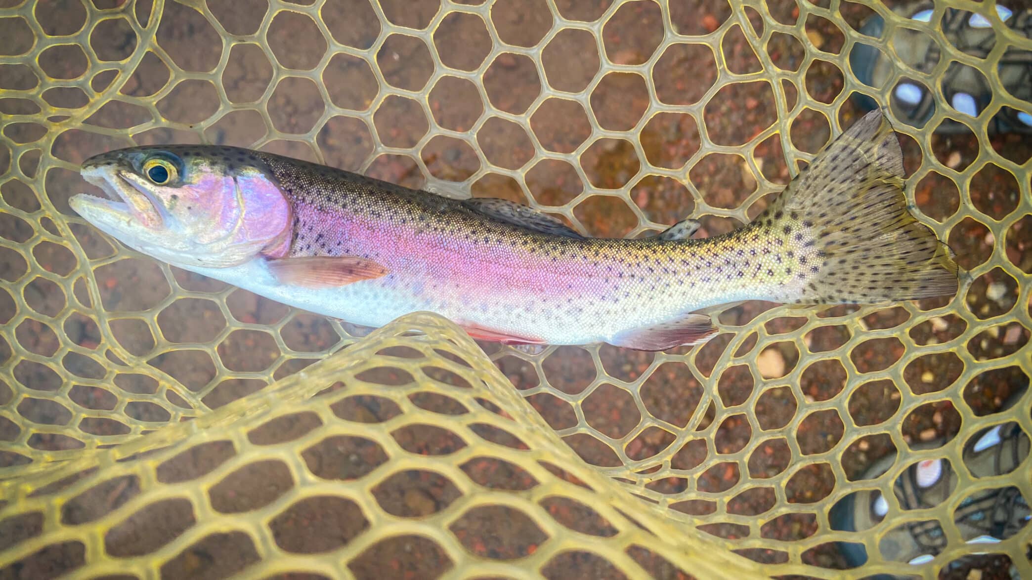 Trout and the Meaning of Life - California Fly Fisher